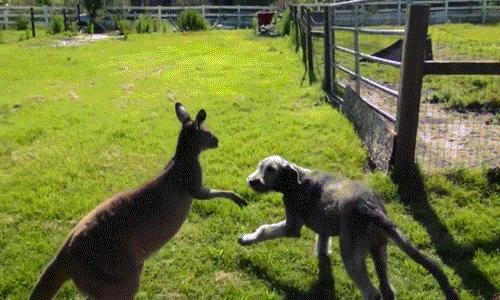 GIF kangaroo - animated GIF on GIFER