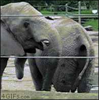Elephant GIF - Find on GIFER