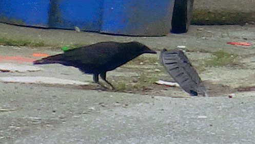 GIF crows - animated GIF on GIFER