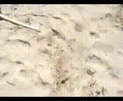 GIF proper reverso maneira - GIF animado em GIFER