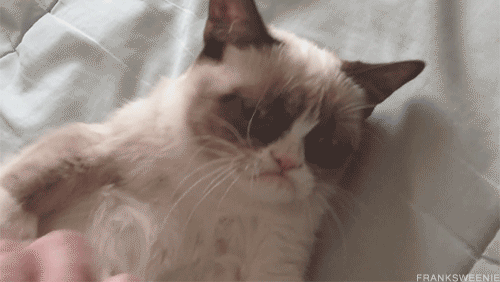 Stahp Cat Gif