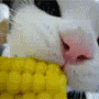Comiendo Mazorca De Maíz Gif