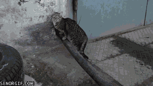 Hole cat curiosity GIF - Find on GIFER