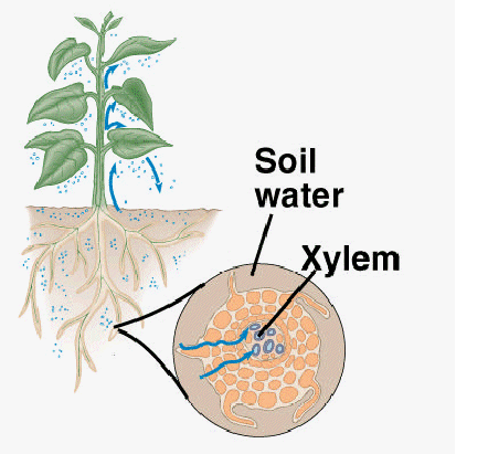 Anatomy GIF - Find on GIFER