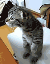 Cat kitten standing GIF - Find on GIFER