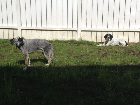 Rivalry GIF - Find on GIFER