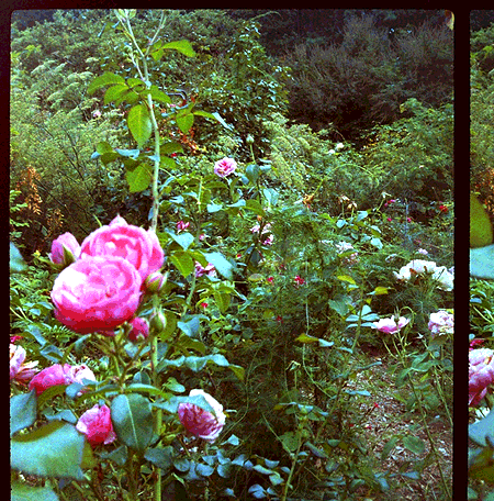 Garden rose GIF - Find on GIFER