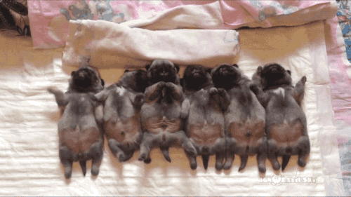 GIF dog animals puppies - animated GIF on GIFER
