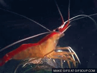 Shrimp GIF - Find on GIFER