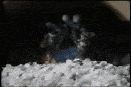 Shrimp GIF - Find on GIFER