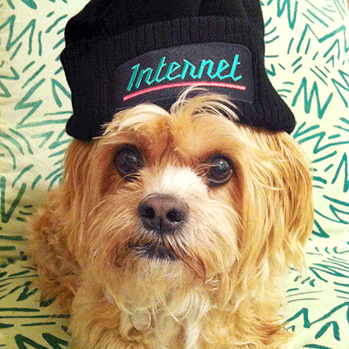 GIF dog fashion internet - animated GIF on GIFER