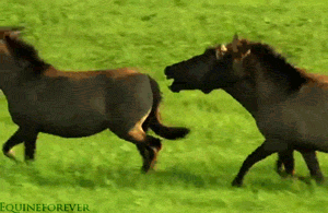 Equestrian equine animals GIF - Find on GIFER