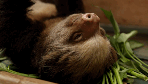 Sloths GIF - Find on GIFER