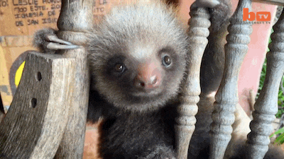 Sloths GIF - Find on GIFER