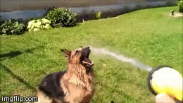 Spray face bitches GIF - Find on GIFER