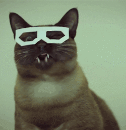 GIF meow - animated GIF on GIFER