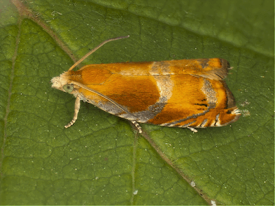 Moth GIF - Find on GIFER