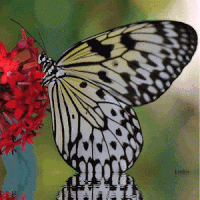 Insects GIF - Find on GIFER