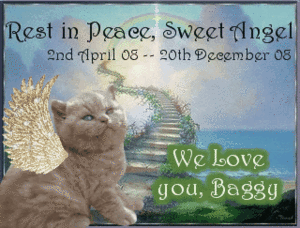 GIF rip - animated GIF on GIFER