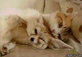 Cuddling Animals Gif