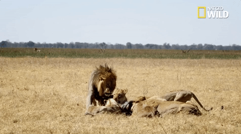 Nat geo wild big cat week bigcatweek GIF - Find on GIFER