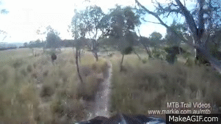 Emu GIF - Find on GIFER