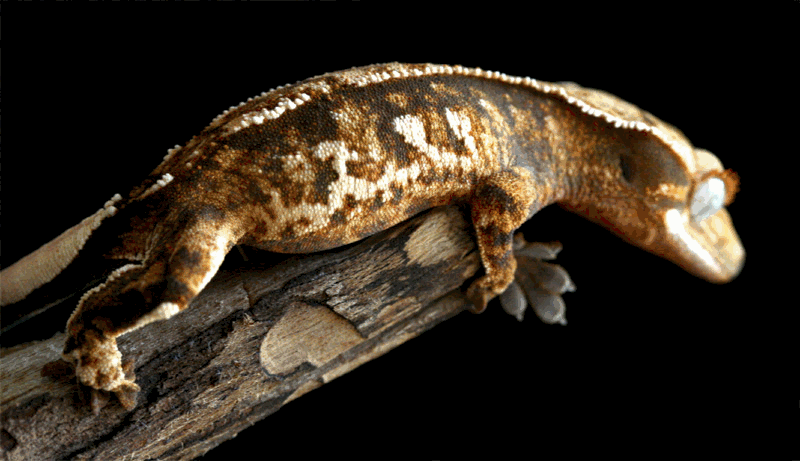 GIF gecko - animated GIF on GIFER