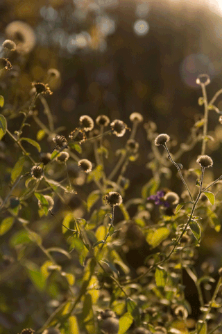 GIF field - animated GIF on GIFER