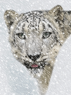 Leopard GIF - Find on GIFER
