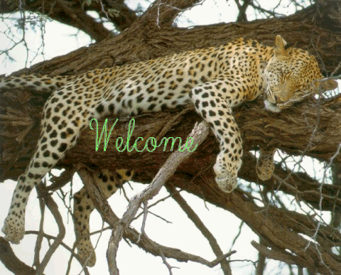 GIF leopard - animated GIF on GIFER