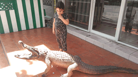 Crocodile GIF - Find on GIFER