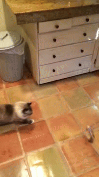 GIF fat jumps feather - animated GIF on GIFER