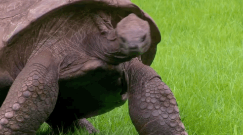 Tortoise GIF - Find on GIFER