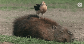 Capybara GIF - Find on GIFER