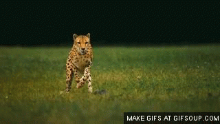 Cheetah GIF - Find on GIFER