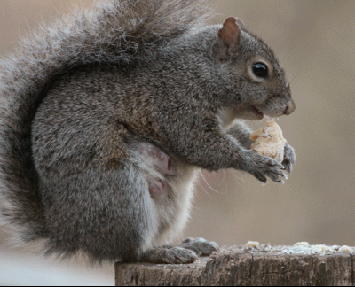 Squirrel GIF - Find on GIFER