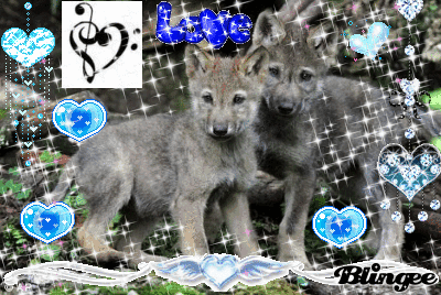 Wolves GIF - Find on GIFER