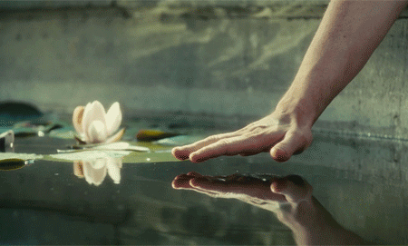 GIF swamp - animated GIF on GIFER