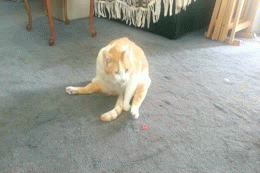 GIF cat day mrw - animated GIF on GIFER