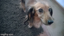 Gif De Perro Enojado