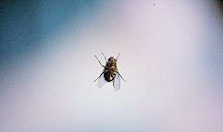 Fly jeff goldblum the fly GIF - Find on GIFER