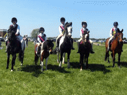 Equestrian GIF - Find on GIFER