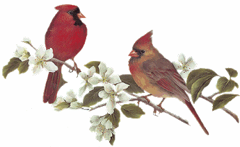 Cardinals GIF - Find on GIFER