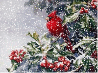 Cardinals GIF - Find on GIFER