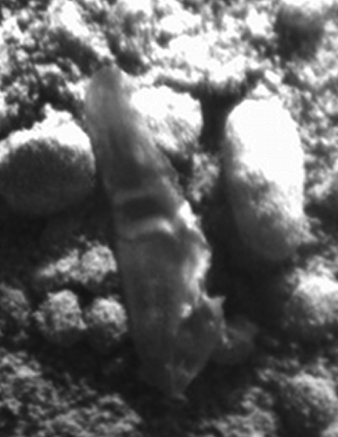 Msl GIF - Find on GIFER