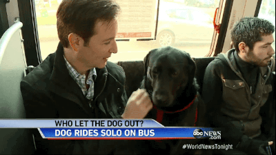 Dog animals bus GIF - Find on GIFER
