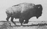 GIF 19th century - animated GIF on GIFER