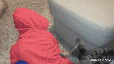 Rodeo kids ride GIF - Find on GIFER