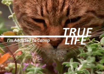 Catnip cat true life GIF - Find on GIFER
