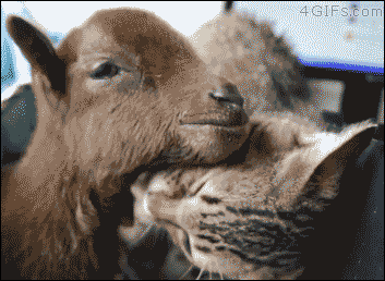 GIF catnip - animated GIF on GIFER